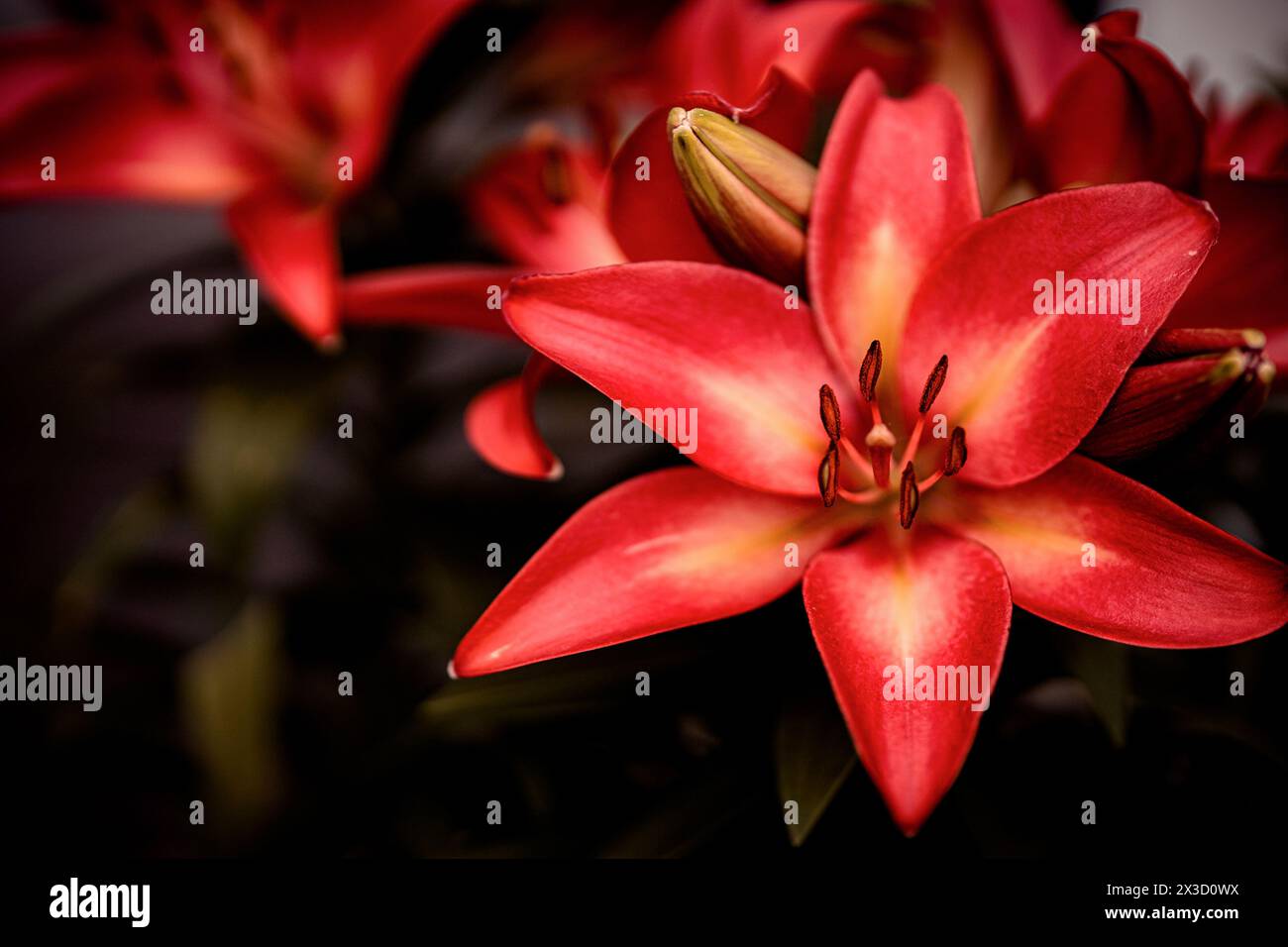 Radiant red lily in full, vivid bloom Stock Photo - Alamy
