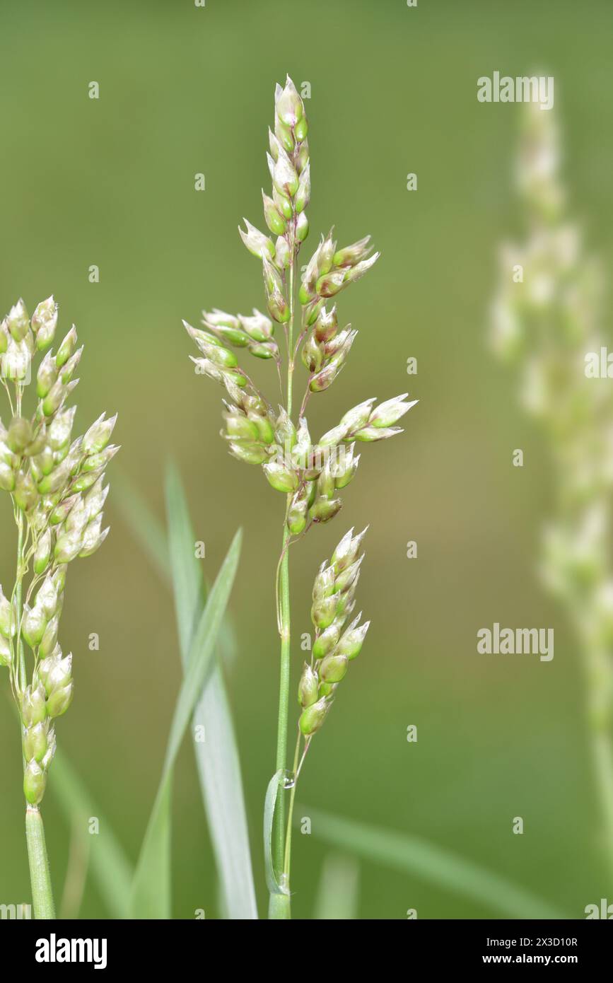 Hierocloe odorata hi-res stock photography and images - Alamy