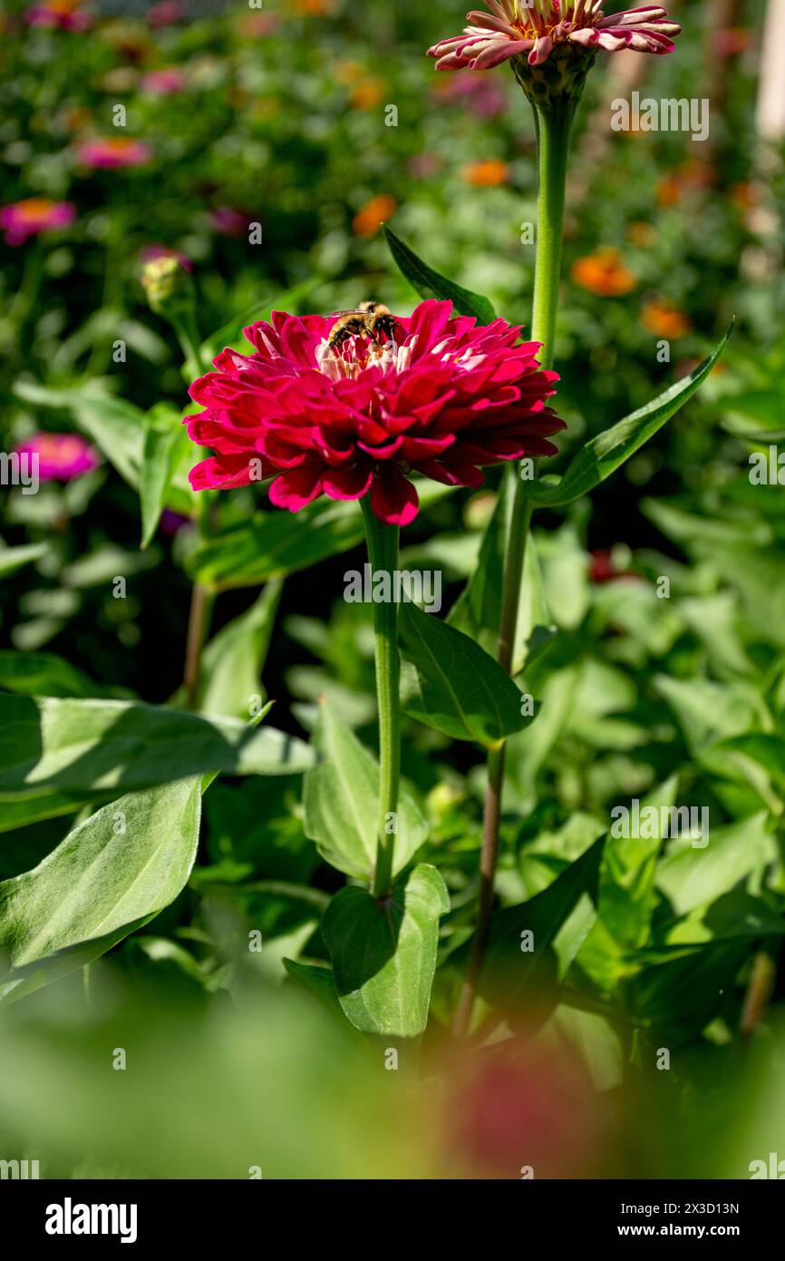 Garden life of bees and flowers Stock Photo - Alamy
