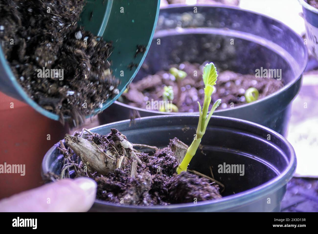 Hand transplanting a seedling into fresh potting soil Stock Photo - Alamy