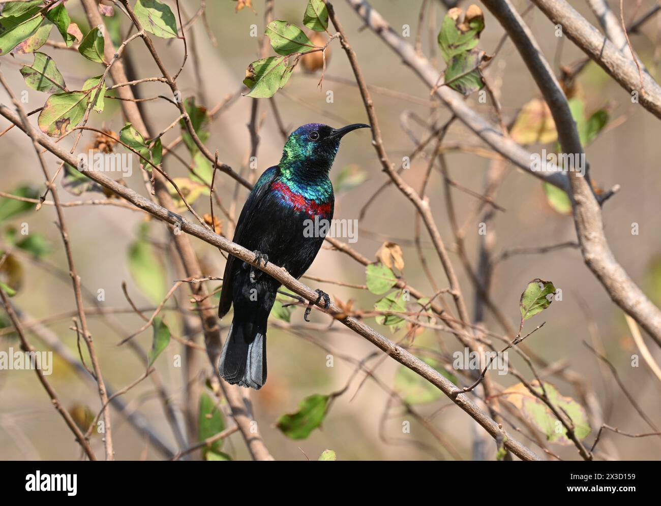 Arabian Sunbird - Cinnyris hellmayri Stock Photo - Alamy