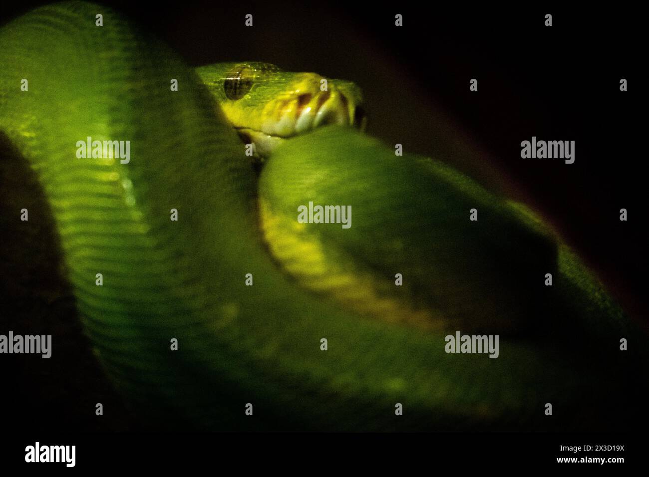 Green Python (Morelia viridis), a species of snake in the Pythonidae ...