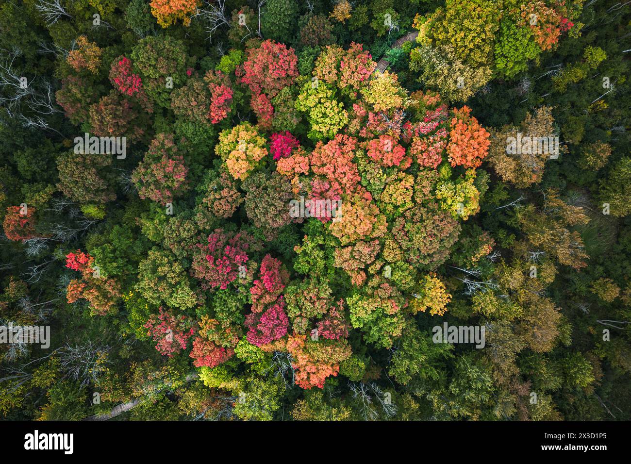 Vivid autumn canopy in Guelph's serene forest trail Stock Photo - Alamy