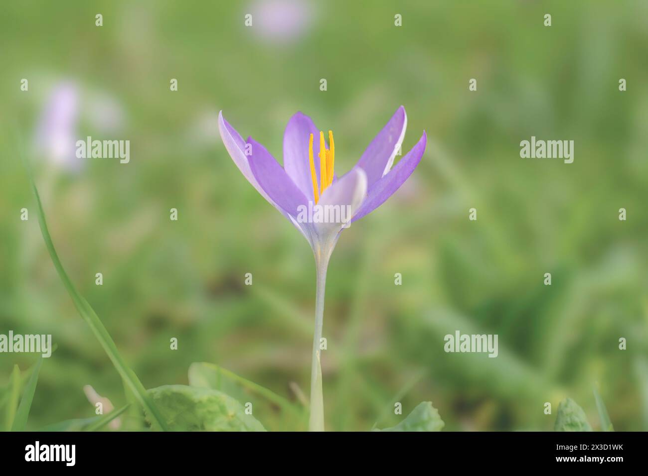 Delicate crocus flowers emerges hi-res stock photography and images - Alamy
