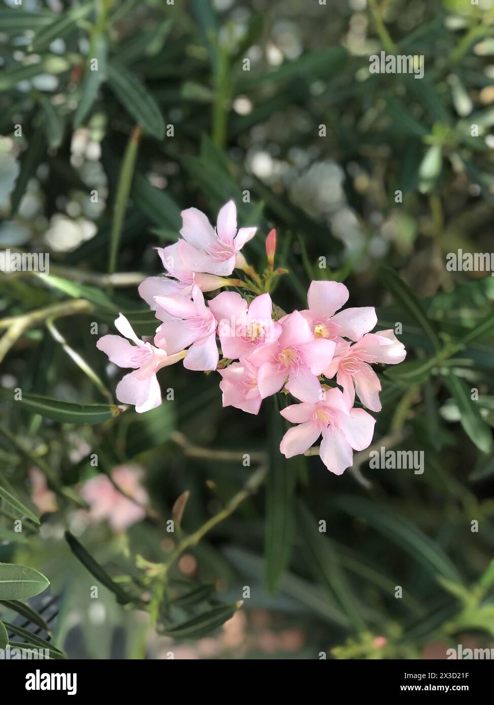 Soft pink flowers among slender green leaves Stock Photo - Alamy