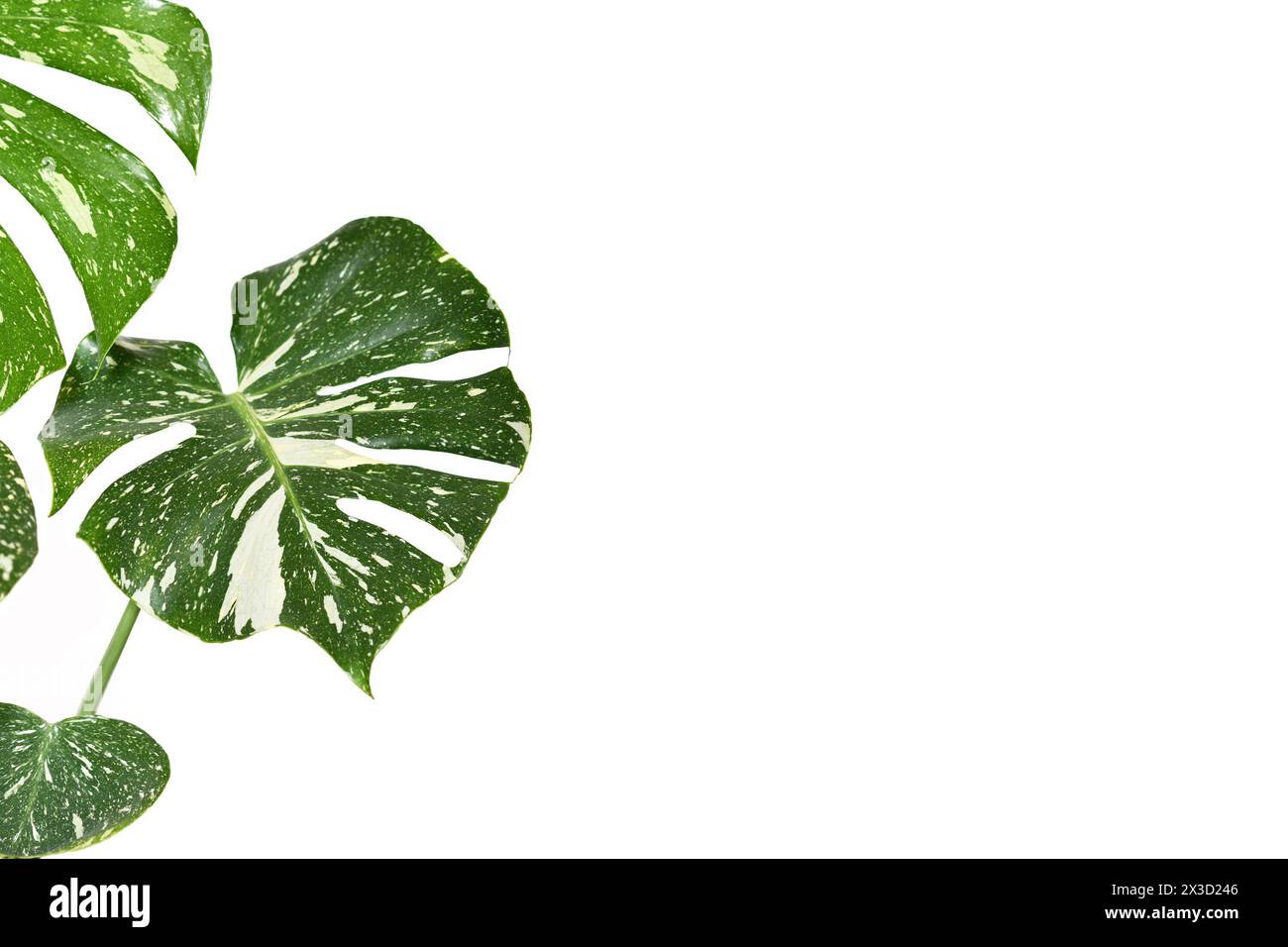Leaves of sprinkled 'Monstera Deliciosa Thai Constellation' houseplant ...