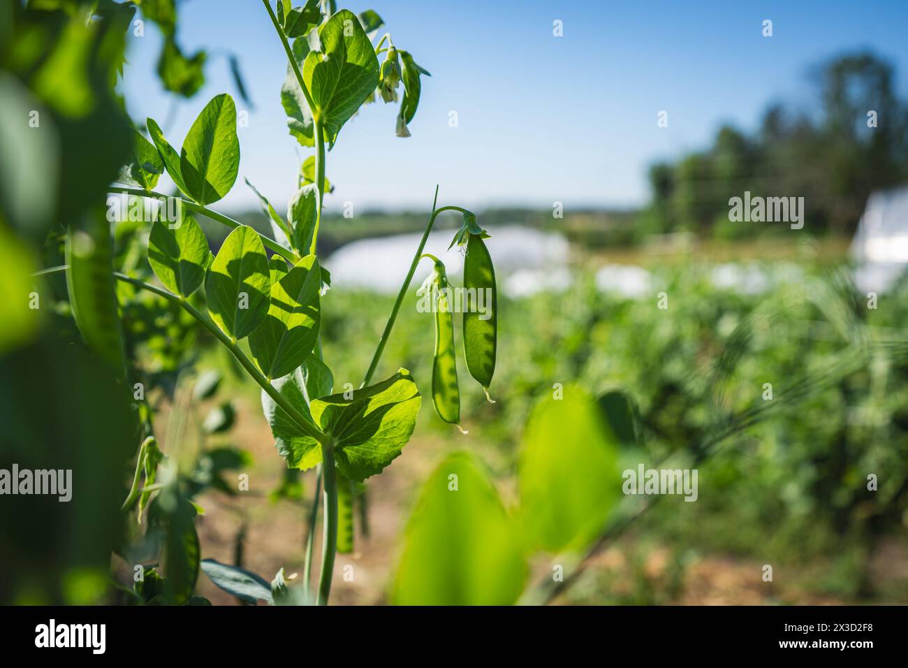 Pea summer field agriculture hi-res stock photography and images - Alamy