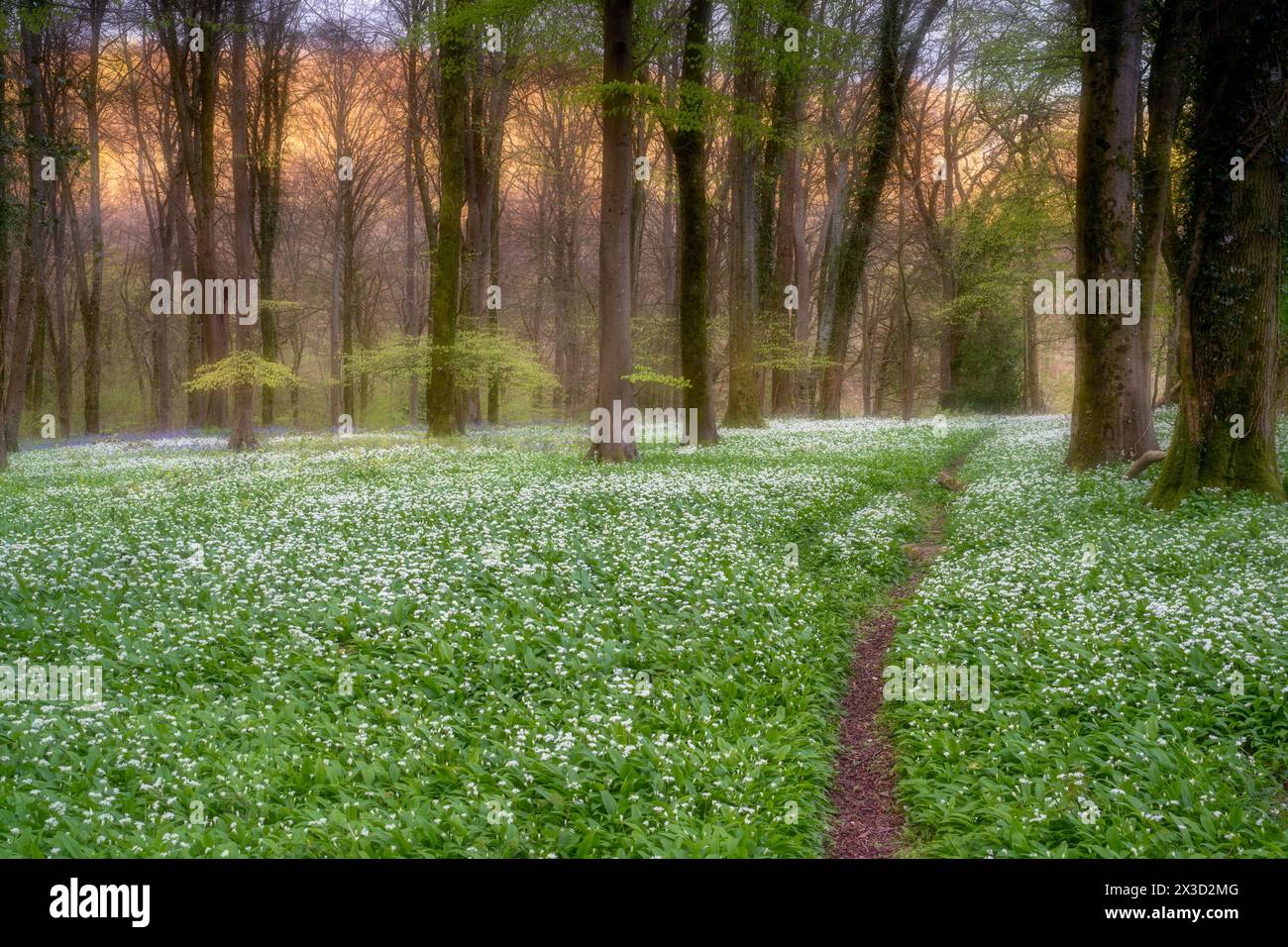 A sea of wild garlic below the emerging luminescent beech leaves at ...