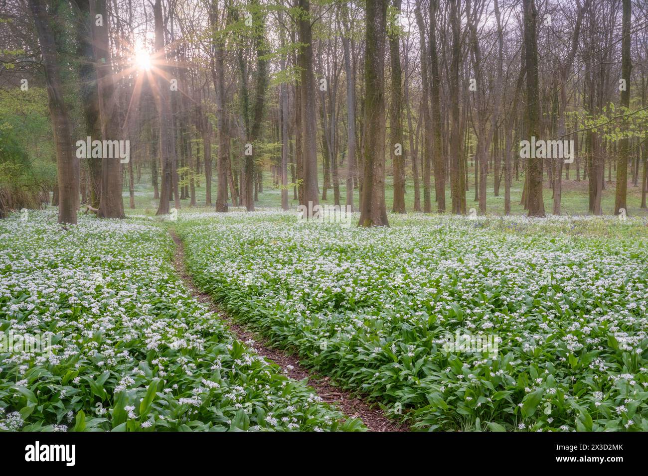 A sea of wild garlic below the emerging luminescent beech leaves at ...