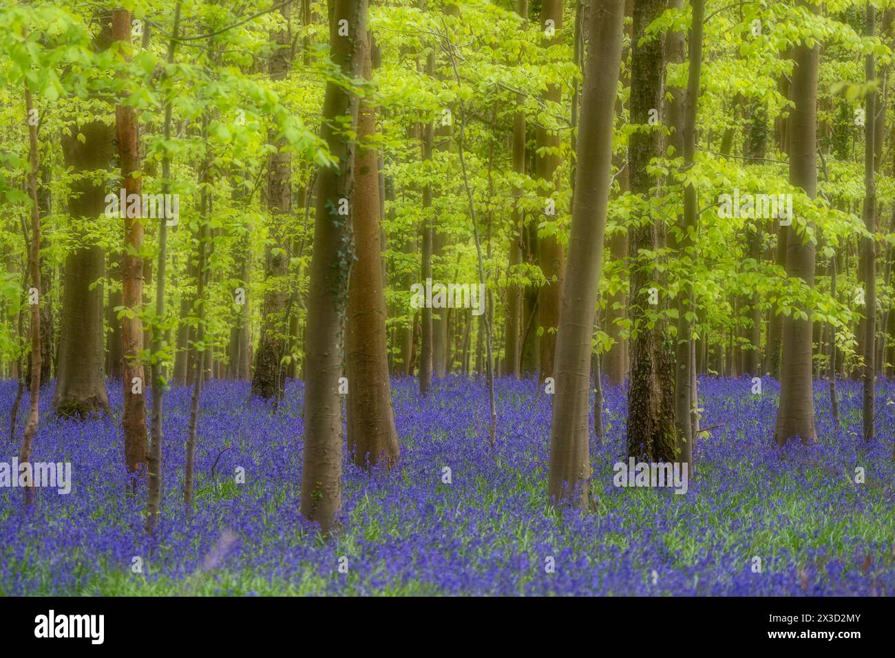 Spring bluebells and effervescent coloured beech trees in Nore Wood ...