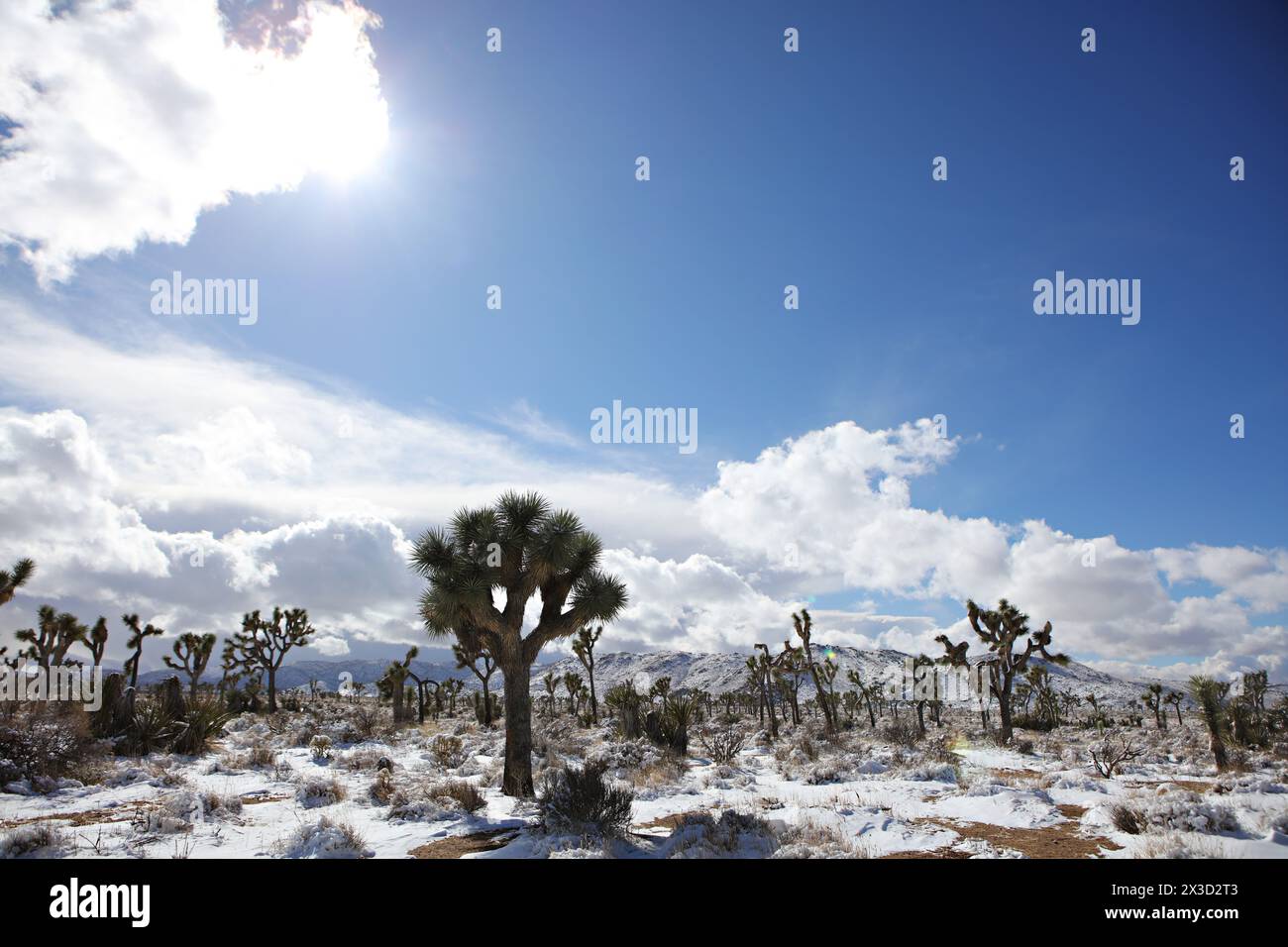 Snow-clad Joshua Trees under a radiant sky with fluffy clouds Stock ...