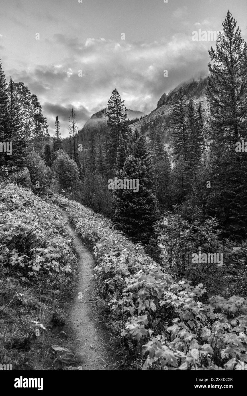 Path through the wilderness Black and White Stock Photos & Images - Alamy