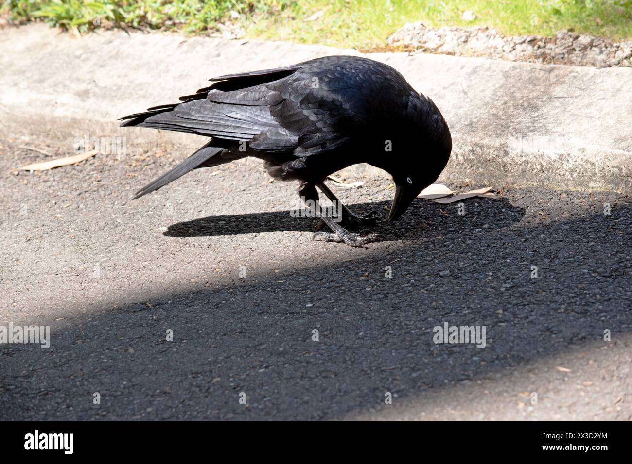 The Australian raven is an all black-bird with a black beak, mouth and ...