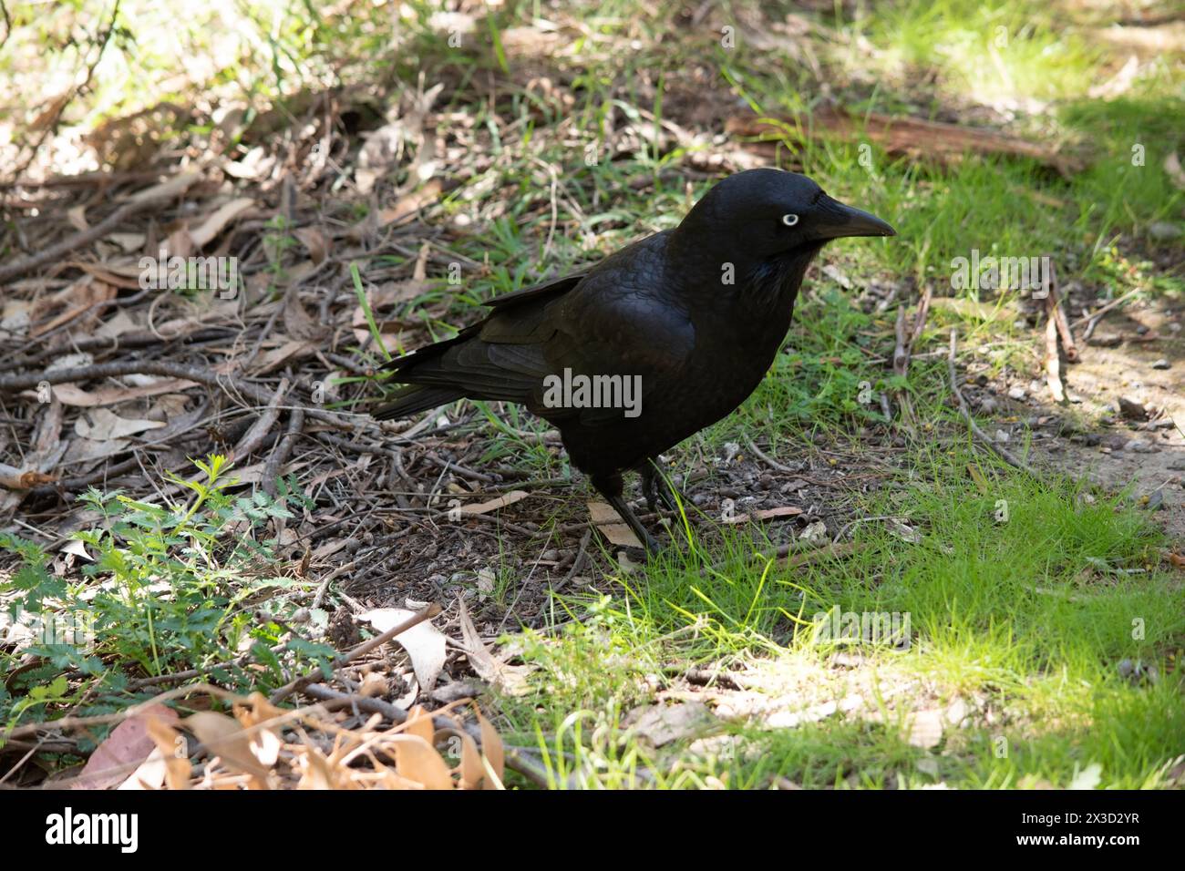 The Australian raven is an all black-bird with a black beak, mouth and ...