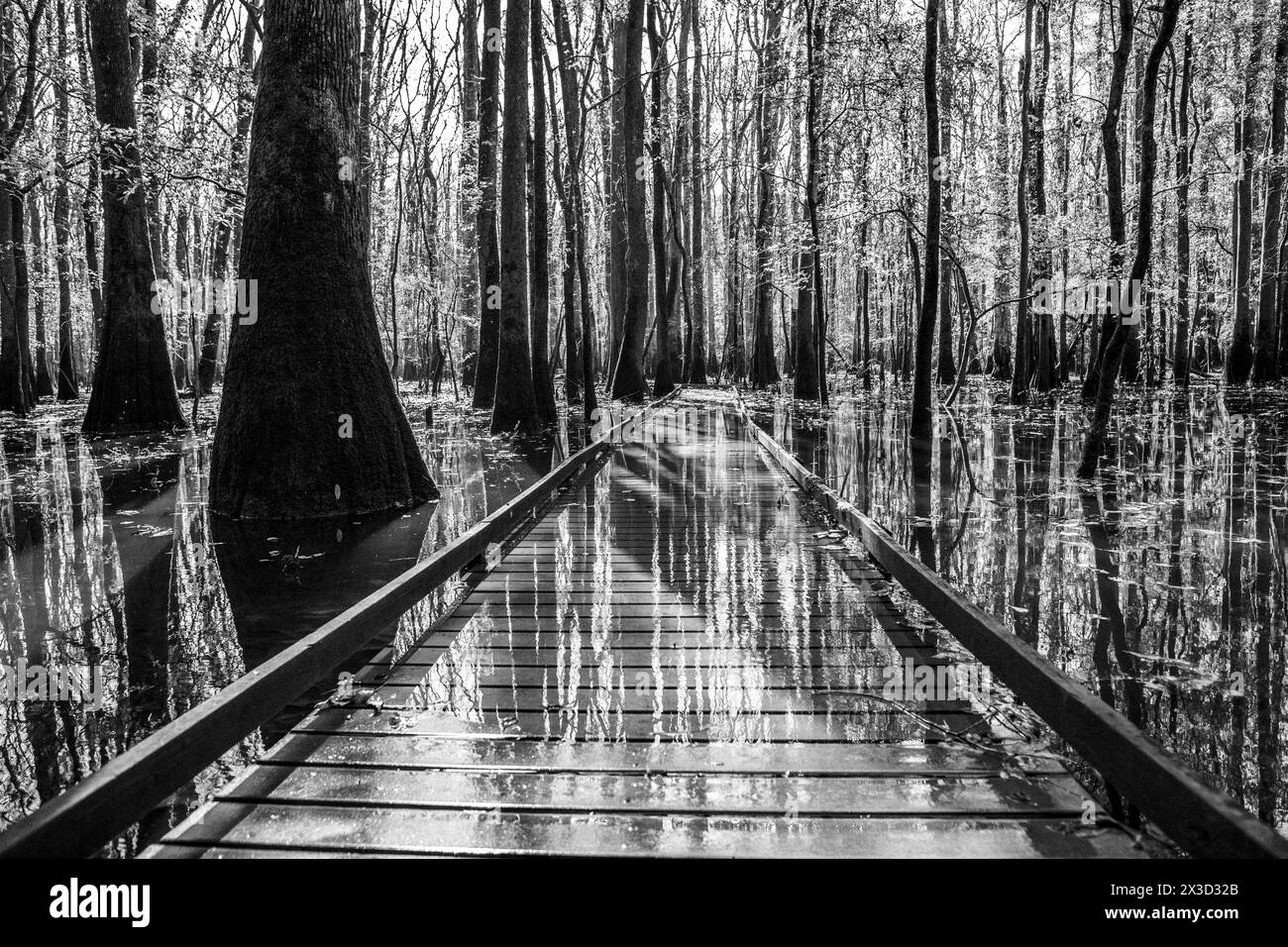 Congaree park Black and White Stock Photos & Images - Alamy