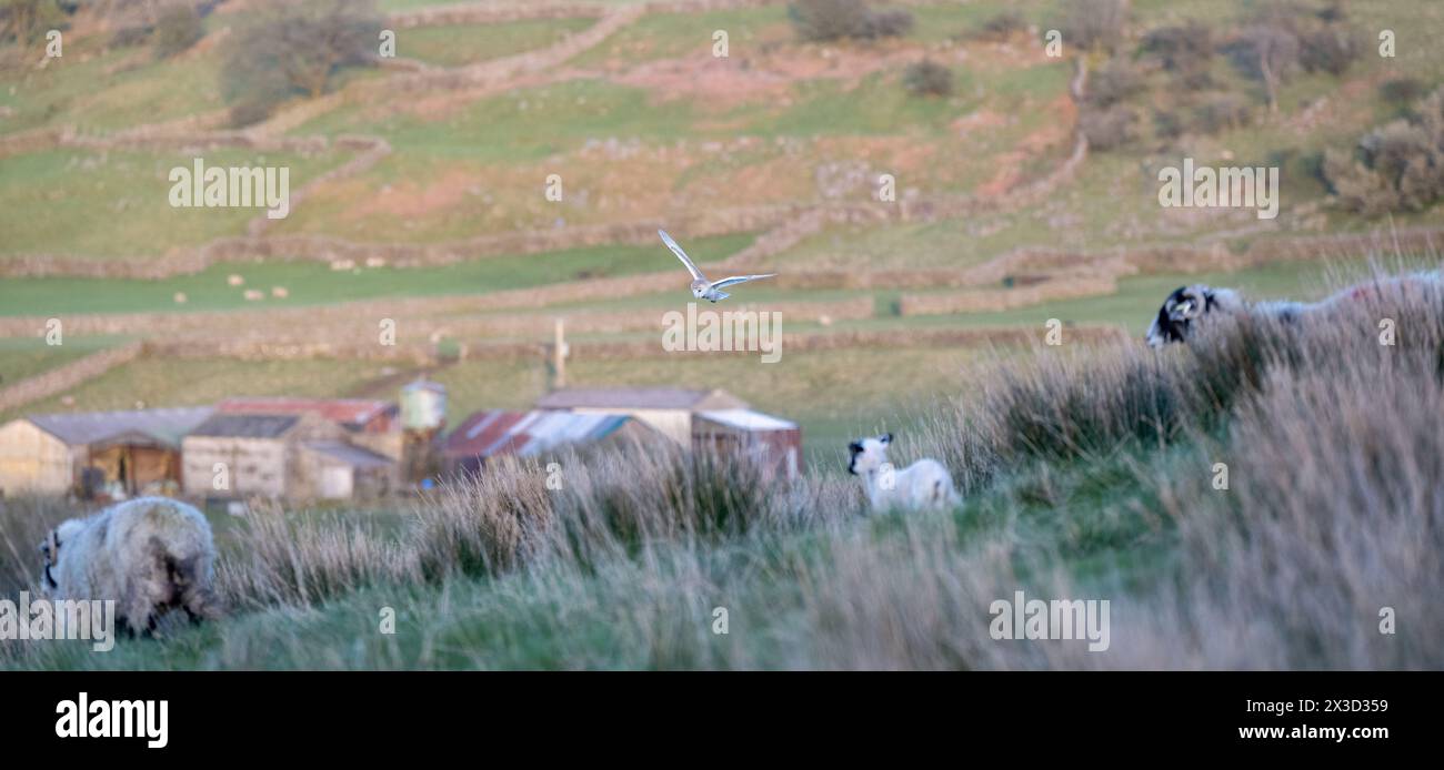 Barn Owl (Tyto alba) hunting over farmland on a spring evening in the ...