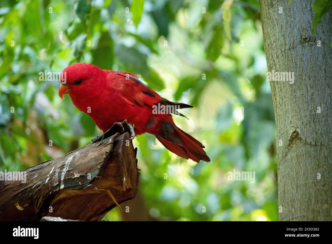 the red lory is mostly red and all the plumage of the upper body is red ...