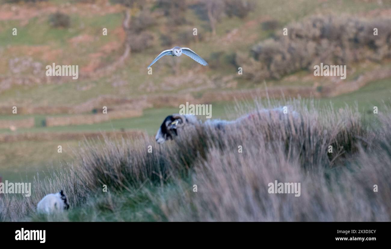 Barn Owl (Tyto alba) hunting over farmland on a spring evening in the ...