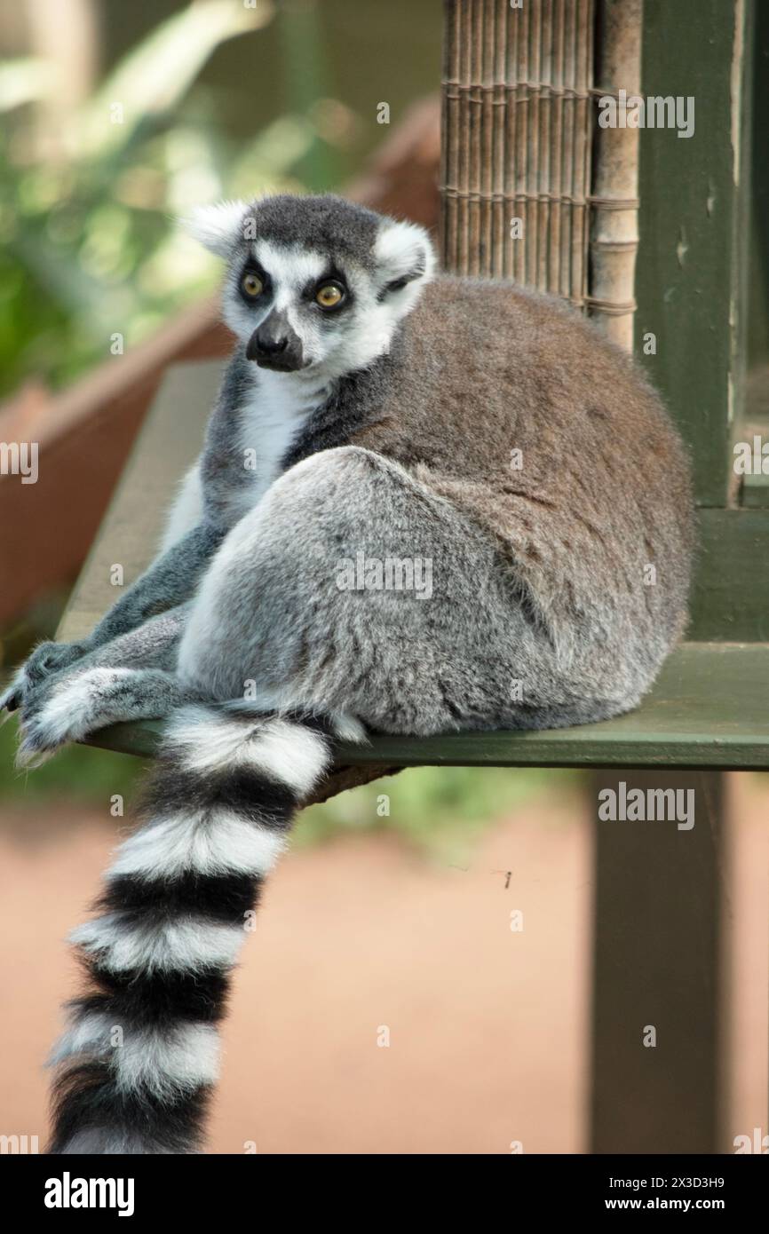 The Ring-tailed lemur backs is grey with grey limbs and dark grey heads ...