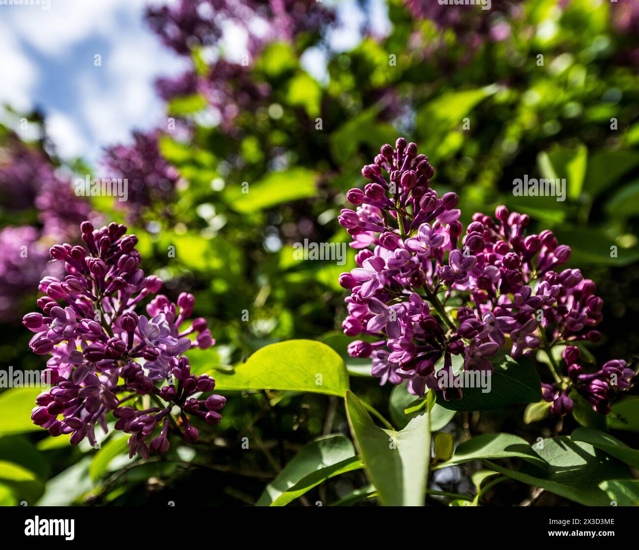 Lovosice, Czech Republic. 21st Apr, 2024. Blossoming tree (Lilac) on ...