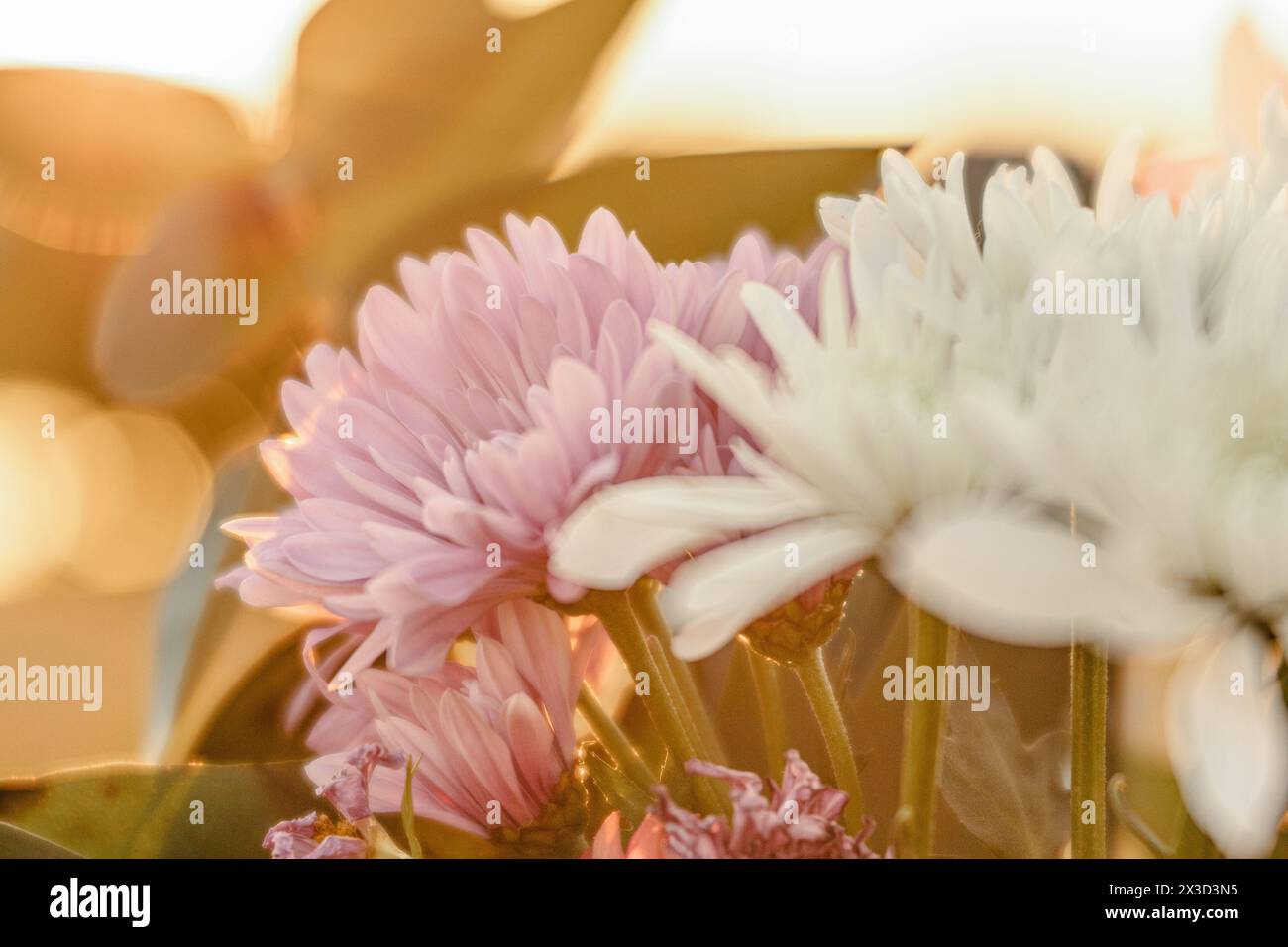 Pink and white flowers in golden, ethereal light Stock Photo - Alamy