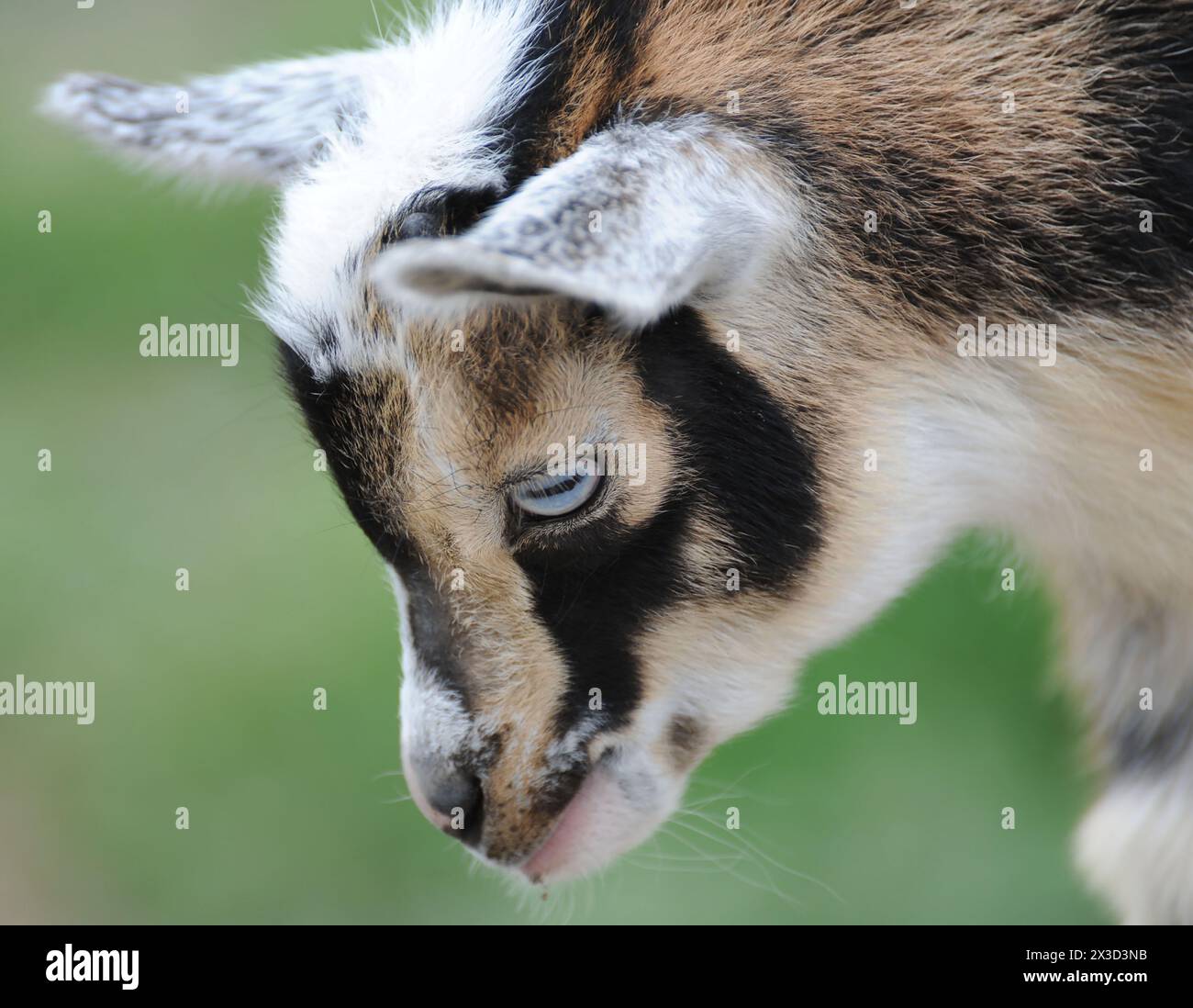 Eye of goat hi-res stock photography and images - Alamy