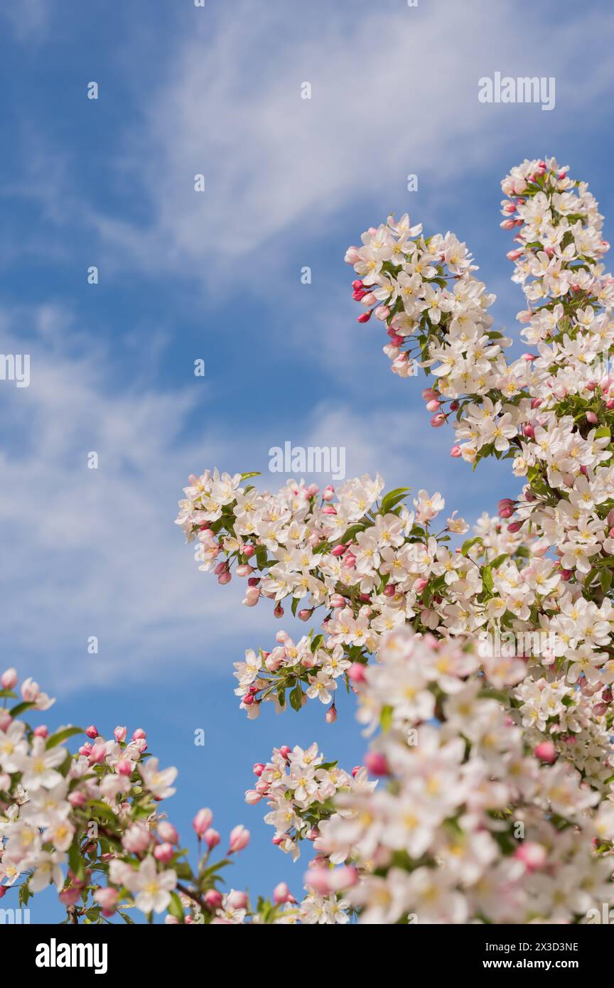 Apple blossoms burst into bloom against a crisp blue sky Stock Photo ...