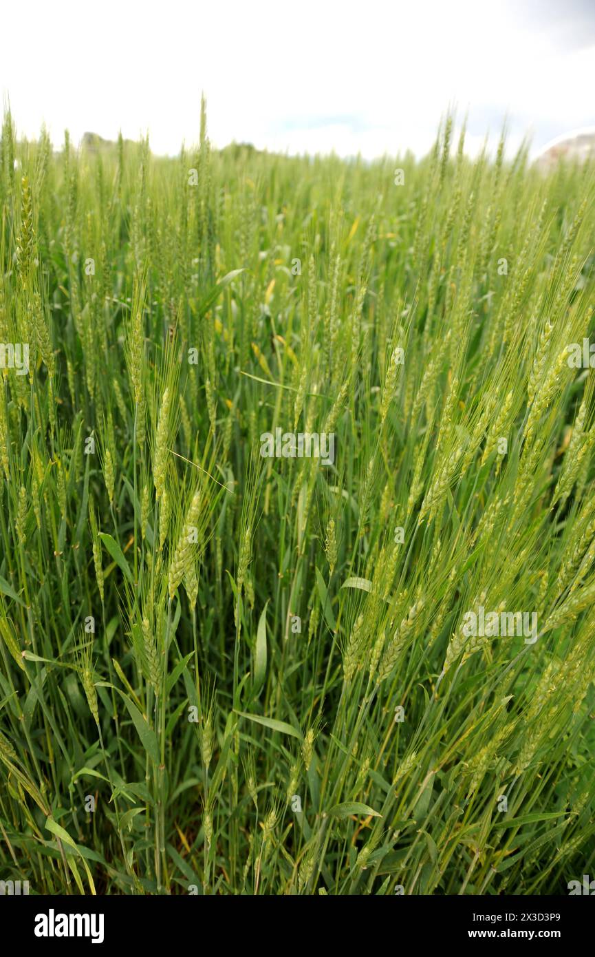 Lush green wheat field poised for a bountiful harvest Stock Photo - Alamy