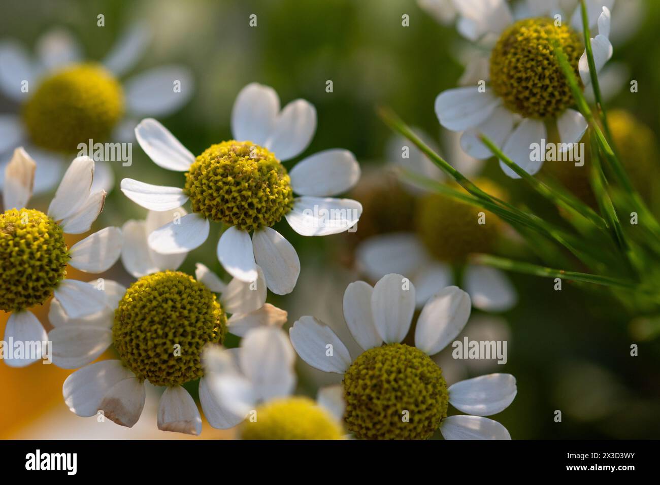 Chamomile blooms with soft white and yellow hues Stock Photo - Alamy