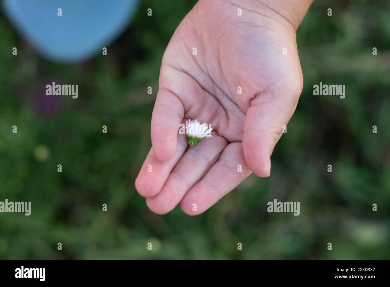 Delicate hand cradling a single white flower Stock Photo - Alamy