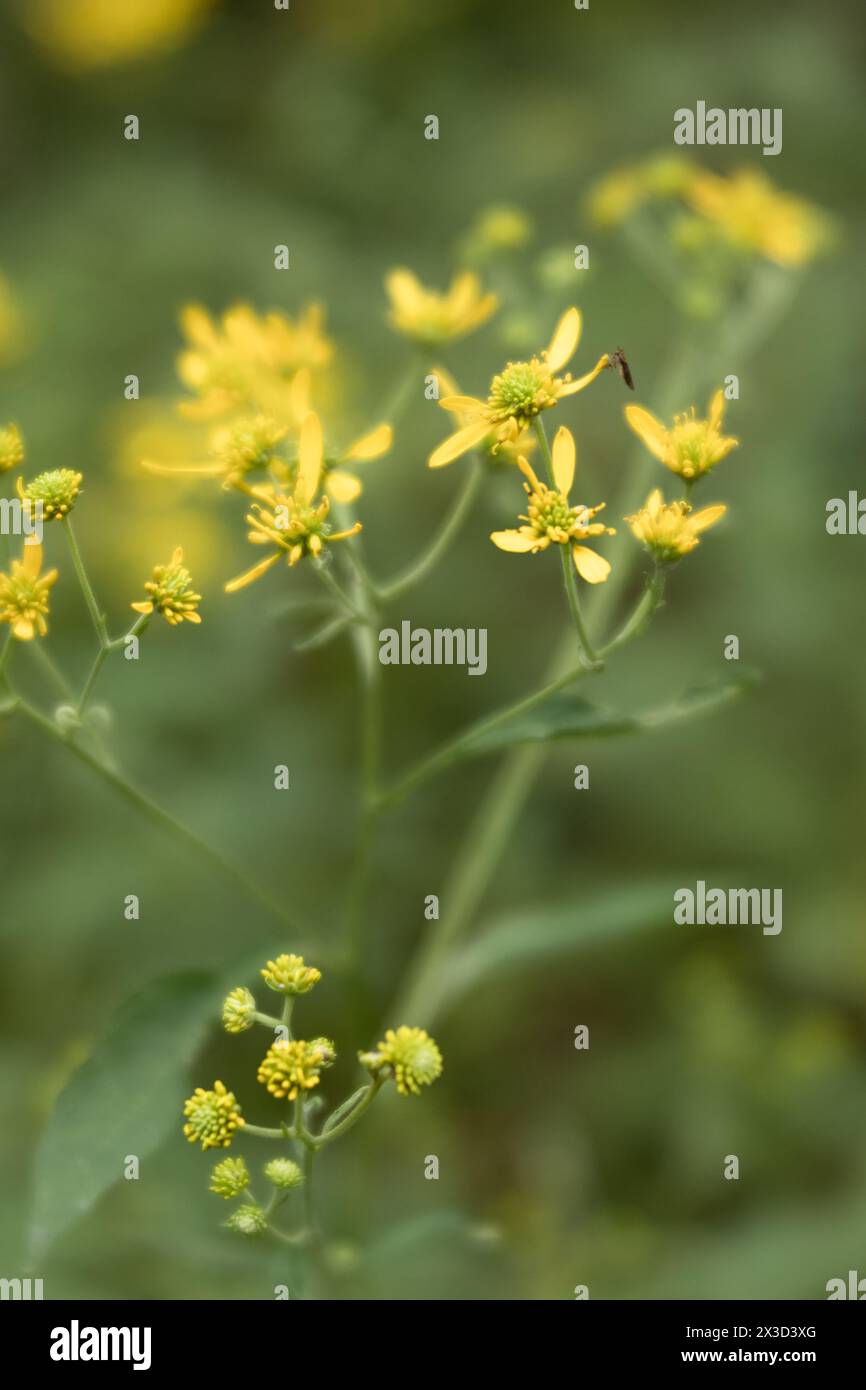 Indiana wild flowers hi-res stock photography and images - Alamy