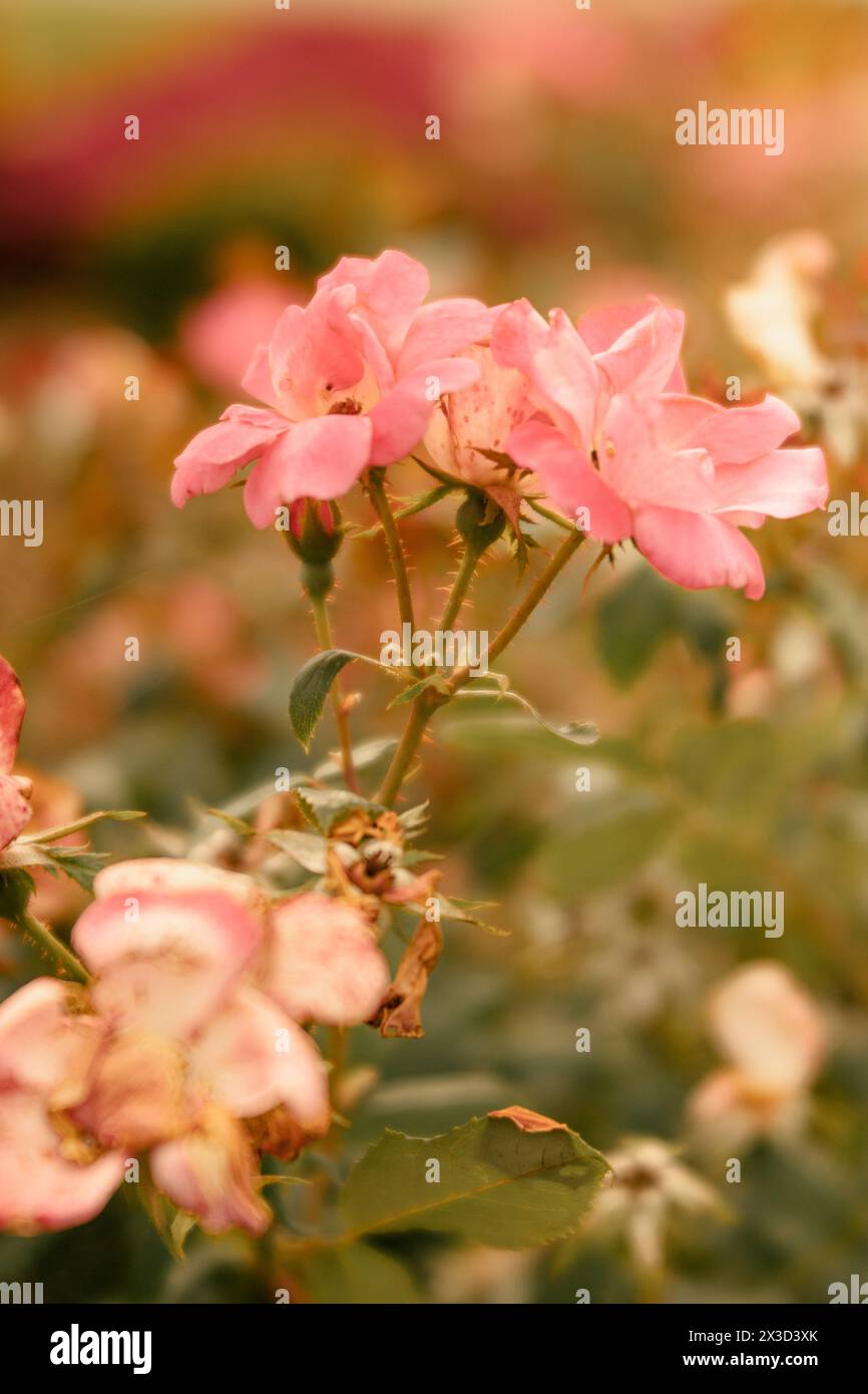 Pink roses display life's fleeting beauty Stock Photo - Alamy