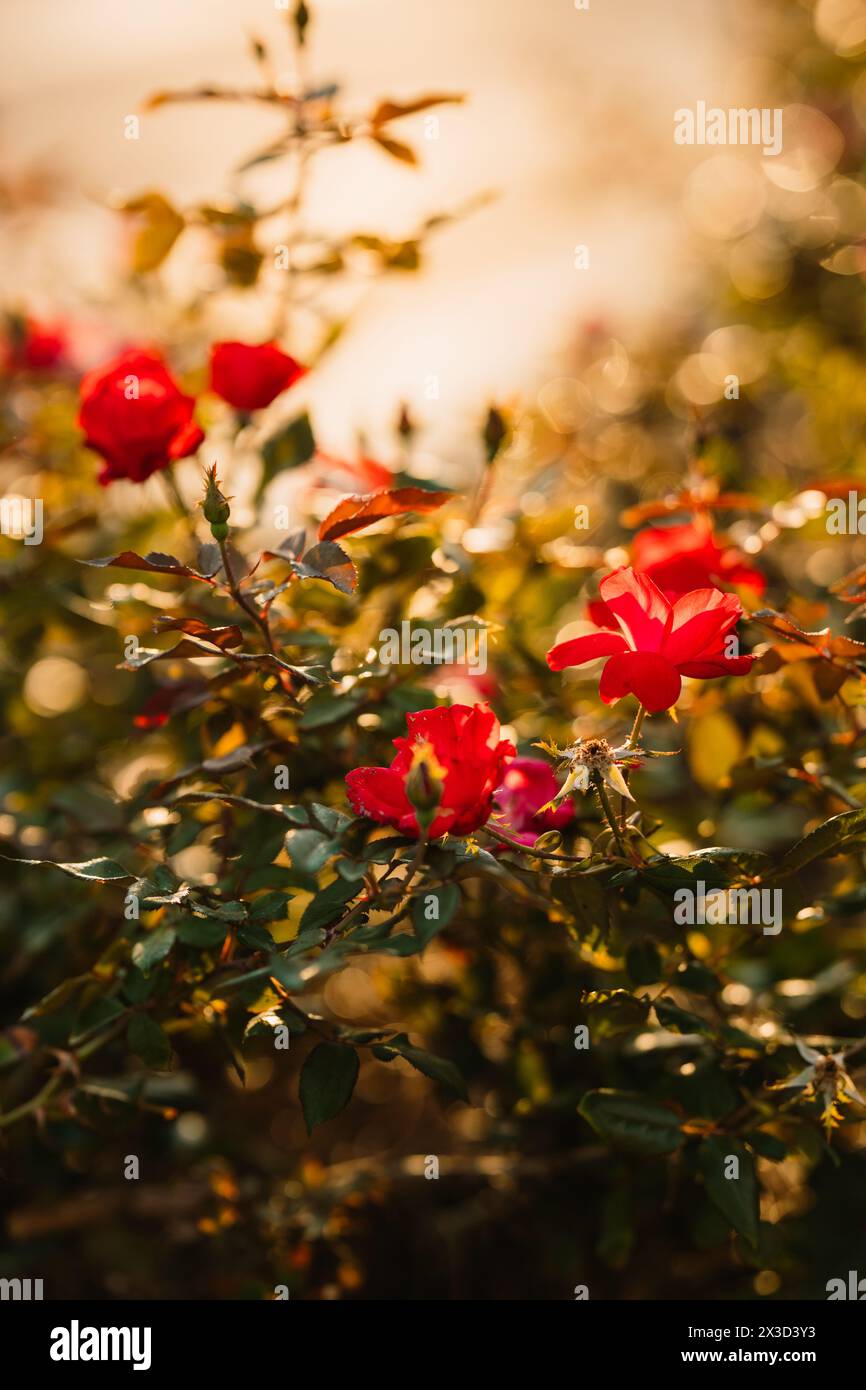 Radiant red petals hi-res stock photography and images - Alamy