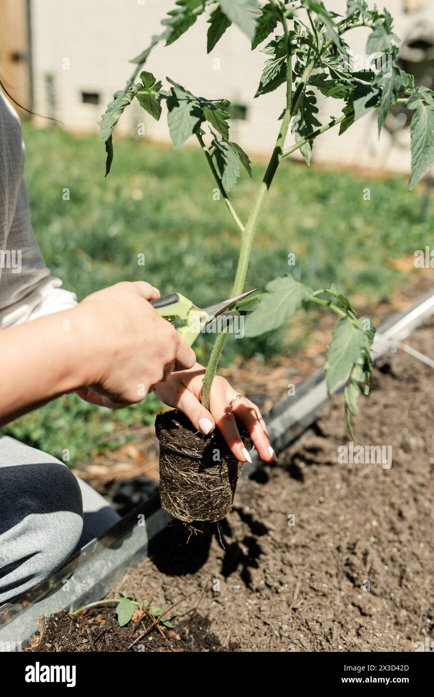Pruning a tomato seedling before planting in the garden Stock Photo - Alamy