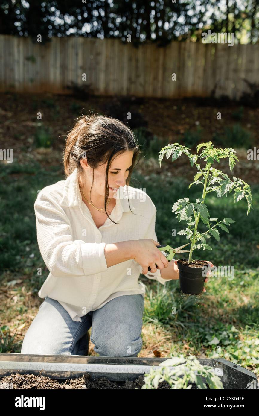 Woman attentively preparing a tomato plant for planting Stock Photo - Alamy