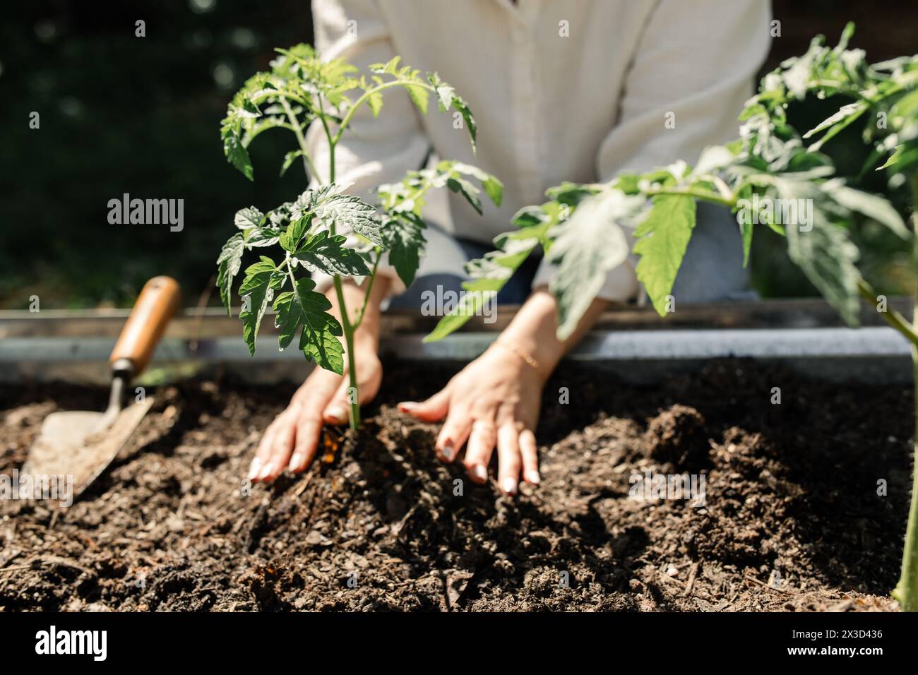 Woman transplanting tomato seedlings hi-res stock photography and ...