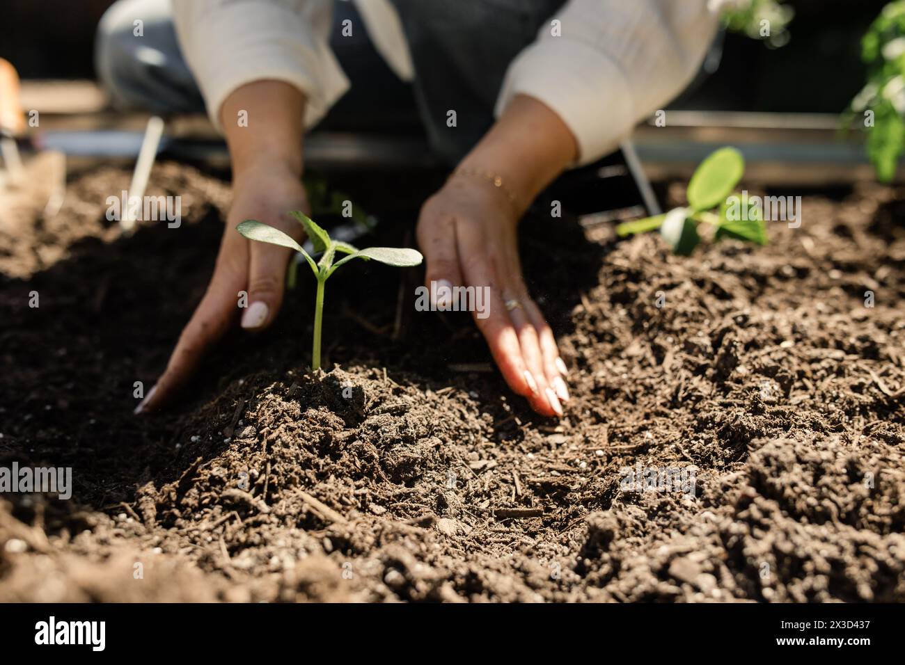 Gardener's hands carefully planting a seedling in soil Stock Photo - Alamy