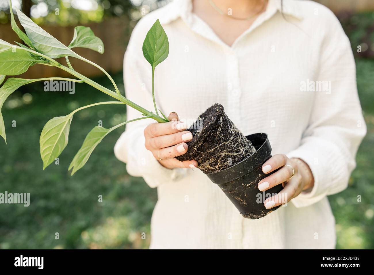 Close-up of hands transplanting a plant with visible roots Stock Photo ...
