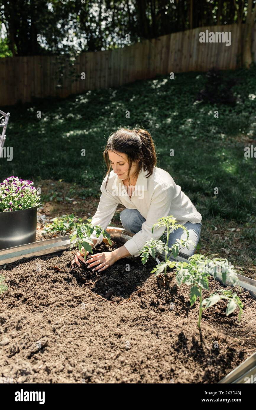 Focused gardener planting in backyard garden Stock Photo - Alamy