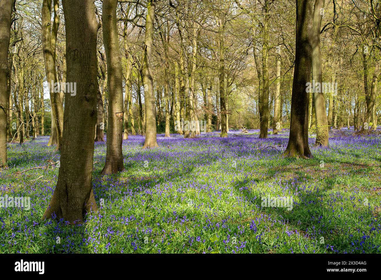 Henley-on-Thames, Oxfordshire, UK. 17th April, 2024. Pretty Spring ...