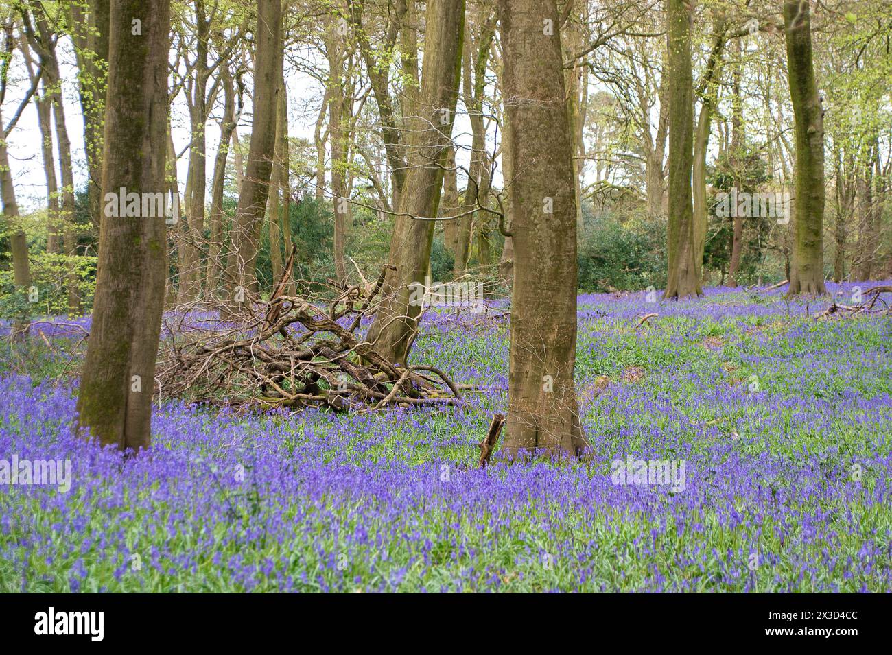 Henley-on-Thames, Oxfordshire, UK. 17th April, 2024. Pretty Spring ...