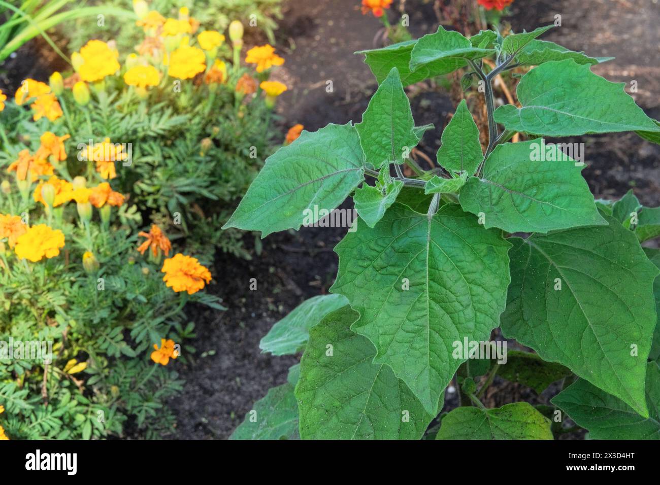 Peruvian physalis is growing in garden. Green bush in country garden ...