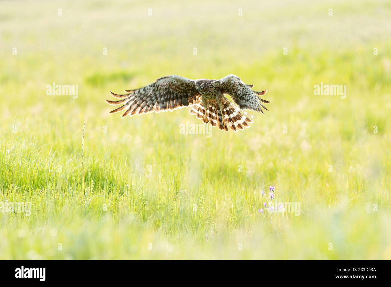 Female Montagu's harrier flying into her breeding territory on a cereal ...