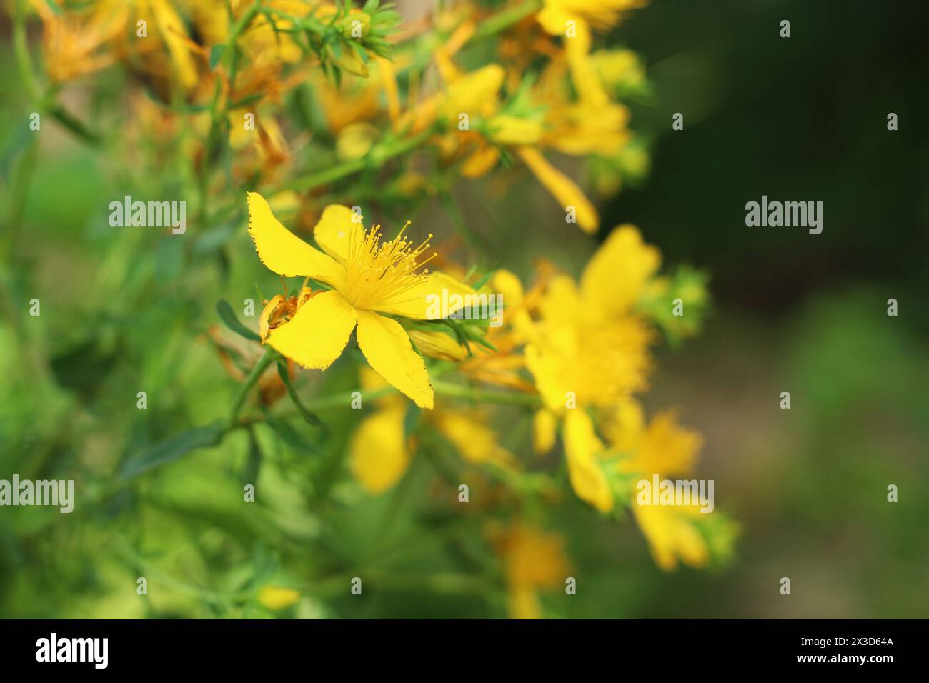 Flowering St. John's wort (Hypericum perforatum) plant in nature Stock ...