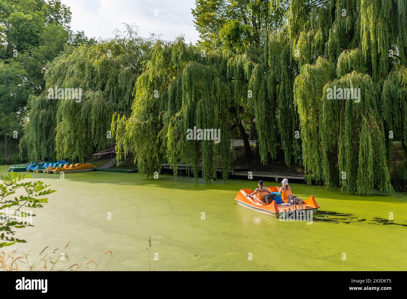 Pedal boaters on a river whose water surface is covered with duckweed ...