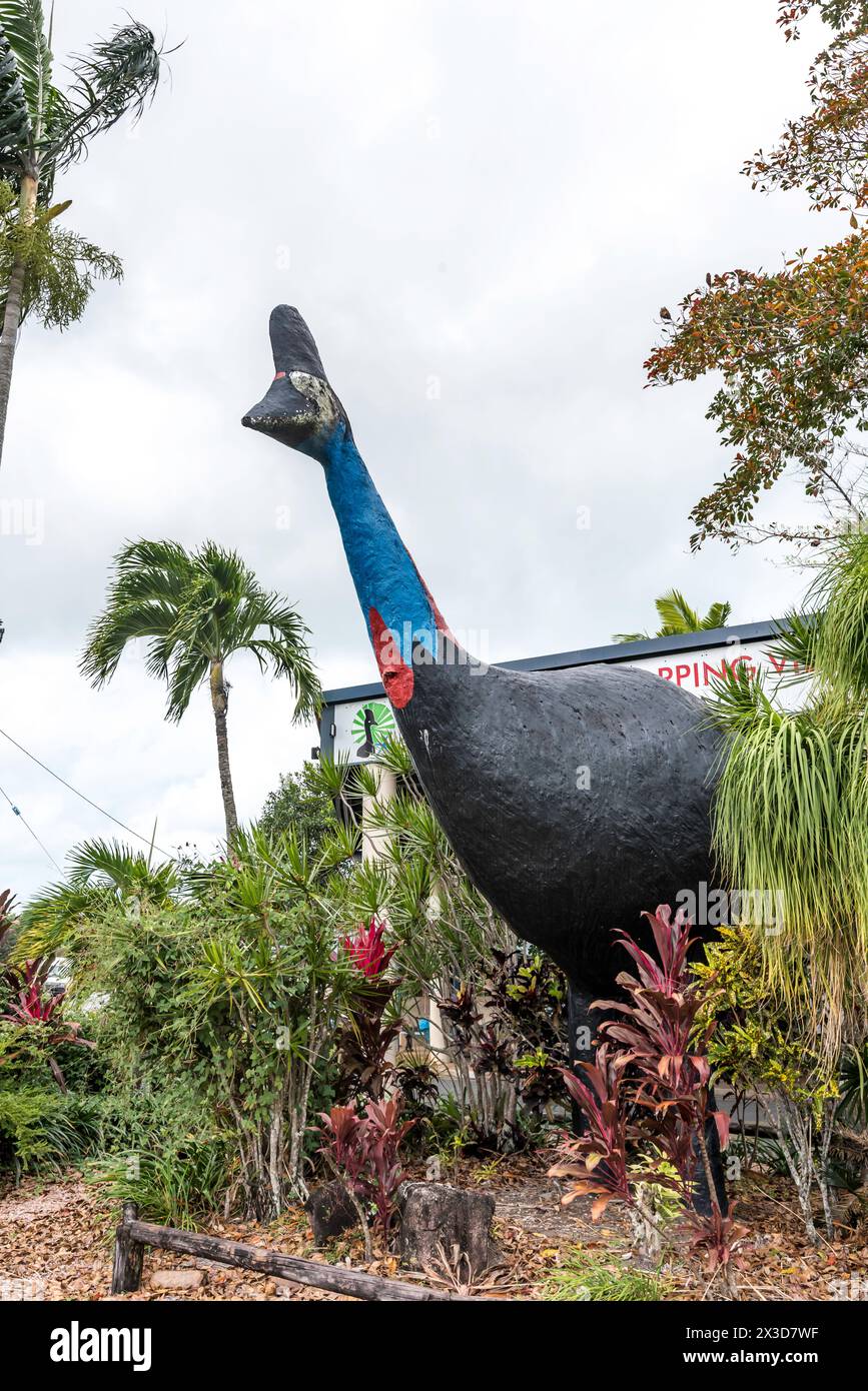 The big cassowary, mission beach hi-res stock photography and images ...