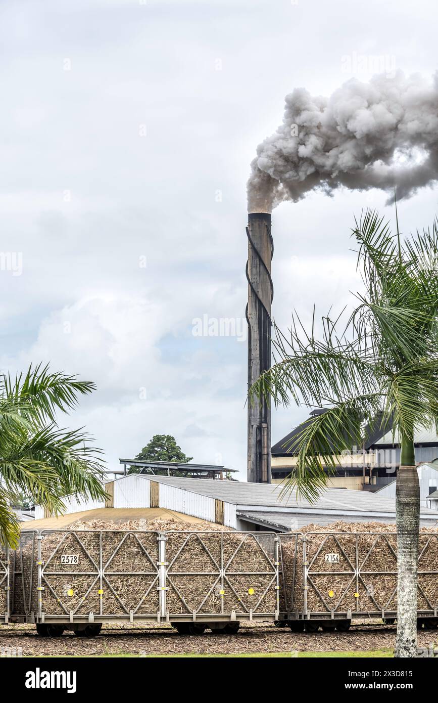Narrow gauge rail cars carrying freshly harvested sugarcane to the ...