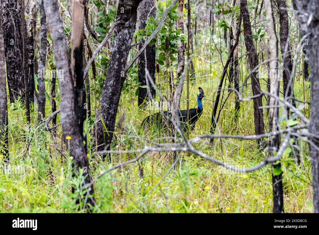 Cassowaries are native to the tropical forests of New Guinea (Papua New ...