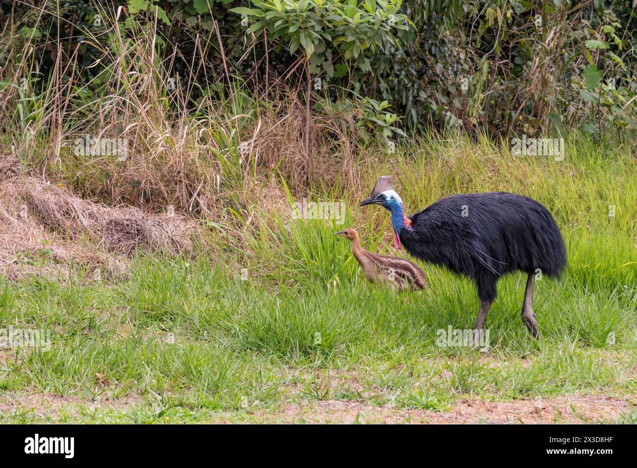 Cassowaries are native to the tropical forests of New Guinea (Papua New ...