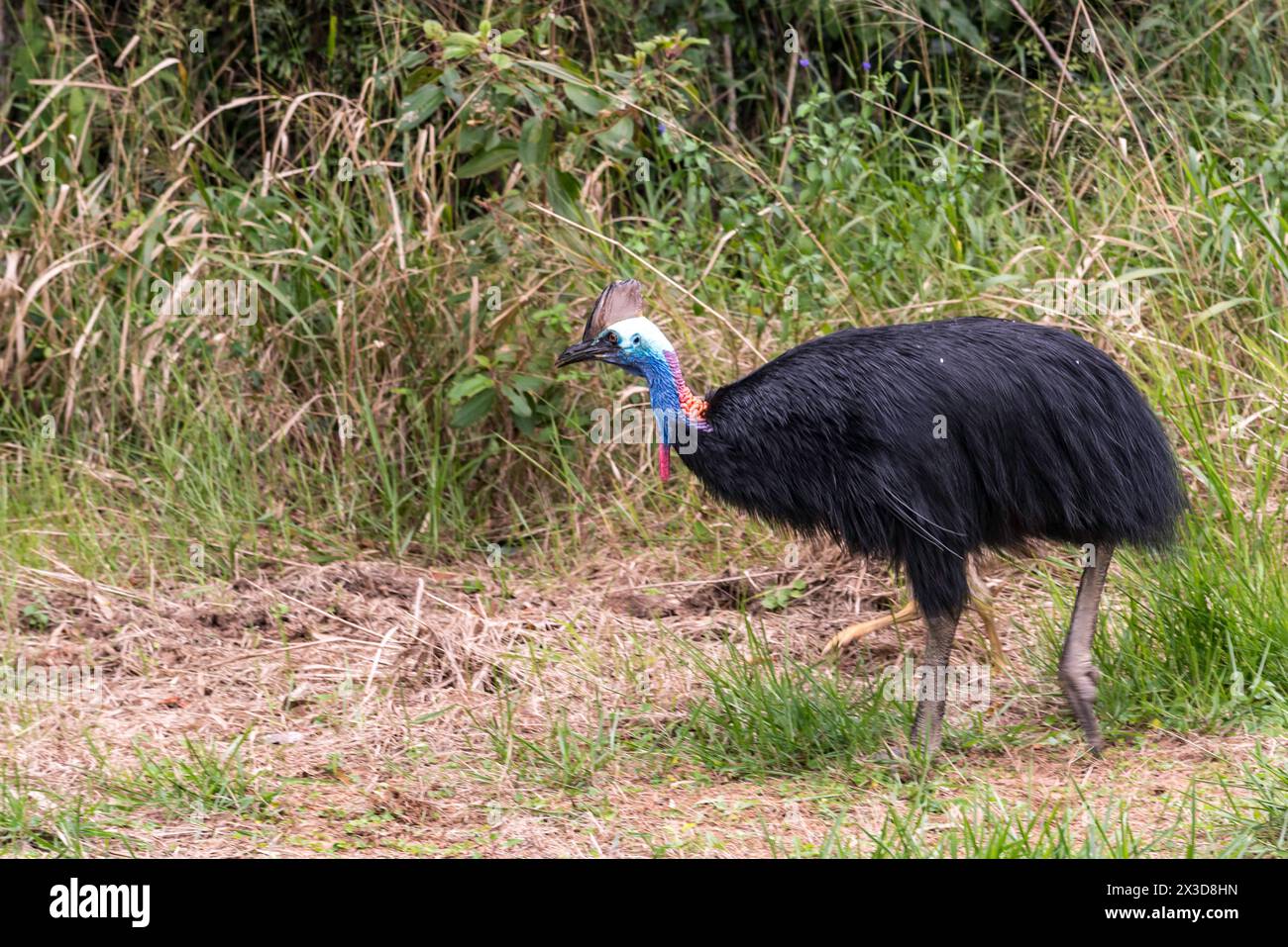 Cassowaries are native to the tropical forests of New Guinea (Papua New ...